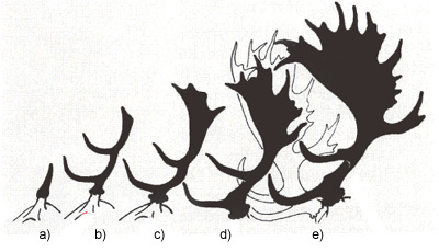 Willkommen im Damwildgehege Reinhausen